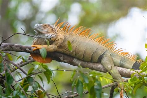 حیرت انگیزترین عکس های ایگوانا برای علاقمندان به این موجود خاص