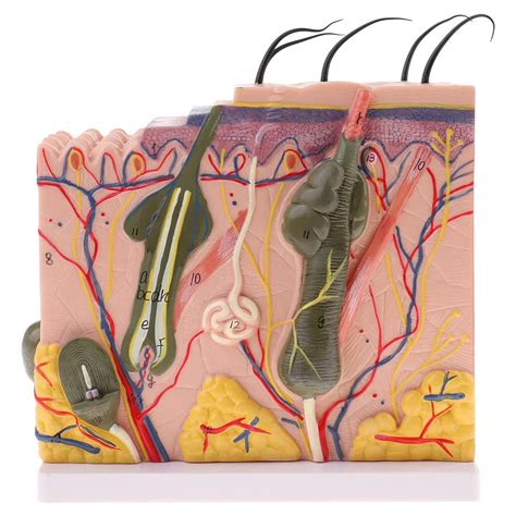 Buy Iksvmsis Skin Anatomy Model Human Skin Structure Magnification Model 50x D Anatomical Skin