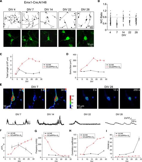 figures and data in chronic ca2 imaging of cortical neurons with long