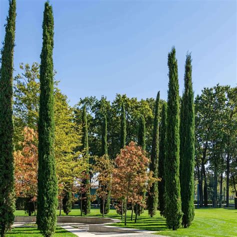 Italian Cypress Tree