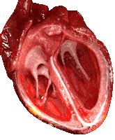 Heart Beating Fast 