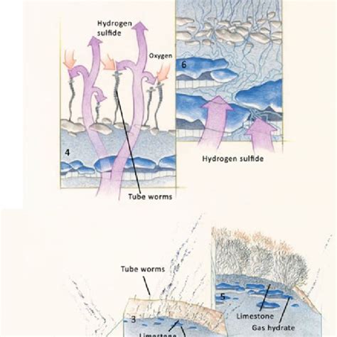 63 A Typical Biological Assemblage Associated With Cold Seep Sites