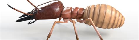 Termite Insect Rigged 3d Model Flippednormals