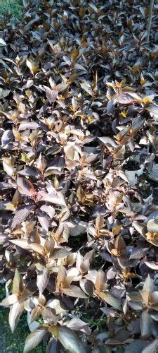 Garden Plant Akalipa At Rs 30 Piece Garden Plant In Rajarhat Gopalpur Id 2850378462191