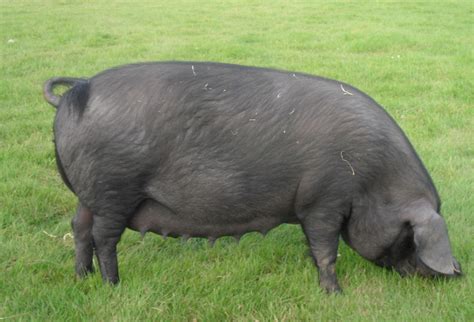 Large Black Pig Breeders Club