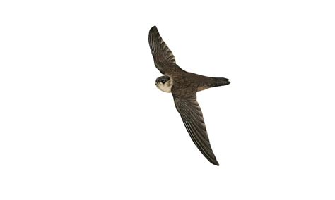 Bare Legged Swiftlet Aerodramus Nuditarsus Birds Of The World