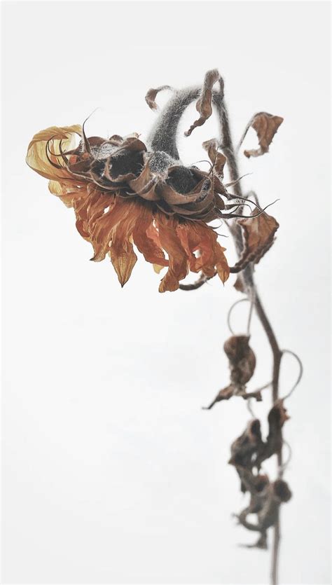 Pin By Ippy On Proverb Project Dying Flowers Sunflower Art Decay Art