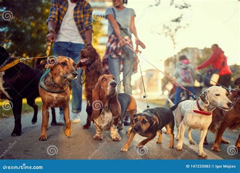 Group Of Dogs Walking