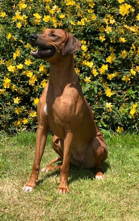 Chiots Disponibles Elevage De Courteval Eleveur De Chiens Dobermann