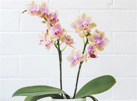 Best Plants For Intermediate Growers The Plant Project