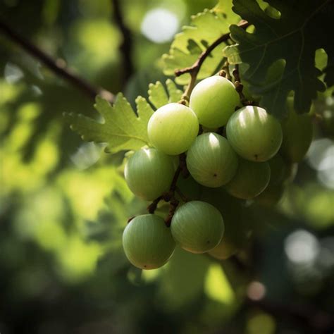 Amla Fruit Powder (Organic) - Neter Vital