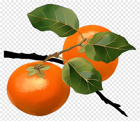 Persimmon On Branch Png PNGWing