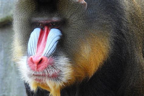 Mintom Gorilla Heritage Area Wildlife Heritage Areas