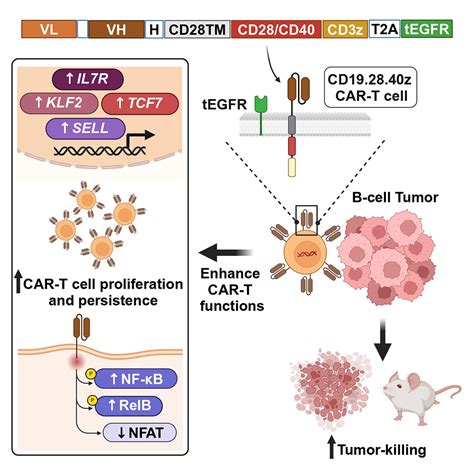 Co Stimulation Of Cd28cd40 Signaling Molecule Potentiates Car T Cell