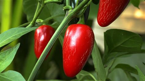 Most Of The Worlds Chili Peppers Come From This Country