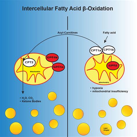 Carnitine Palmitoyltransferase 1 Facilitates Fatty Acid Oxidation In A