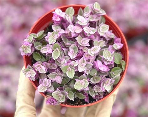 Pink Tradescantia Callisia Repens Pink Panther Cute Plant Live
