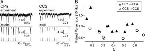 Highly Differentiated Projection Specific Cortical Subnetworks Journal Of Neuroscience