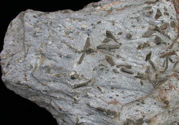 Metamorphic Rock Specimens