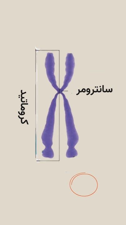 مقایسه کروماتین و کروموزوم در ده ثانیه زیستکنکور زیستیازدهم Youtube