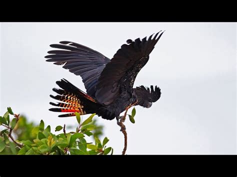 Red Tailed Black Cockatoo Palm Red Tailed Black Cockatoo Palm