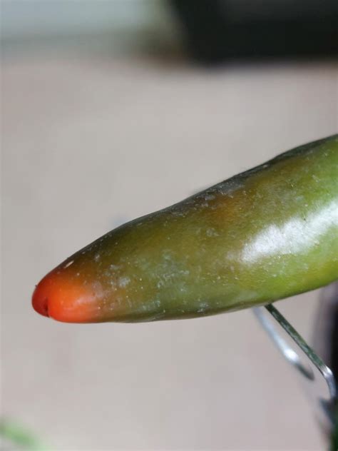 Burrito Chilli 🌶 Looking Awesome 👌 R Plants