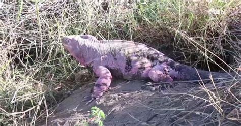 굿모닝월드 핑크 이구아나의 새끼가 나타났다