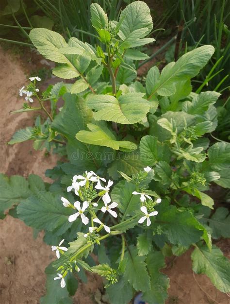 Radish Tree In A Field Stock Image Image Of Herb Vegetable 433523289