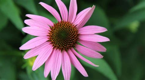 Florida Native Plants Artofit