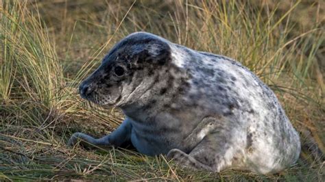 Grey Seals On Blakeney Point Norfolk National Trust