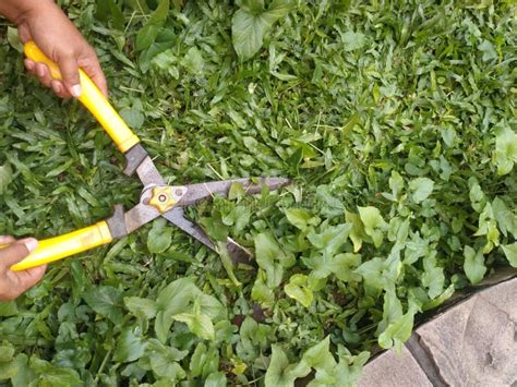 Cutting Grass With Shears Stock Image Image Of Crop 381898289