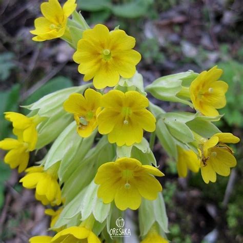 Seeds Of Primula Veris Deodar Seeds