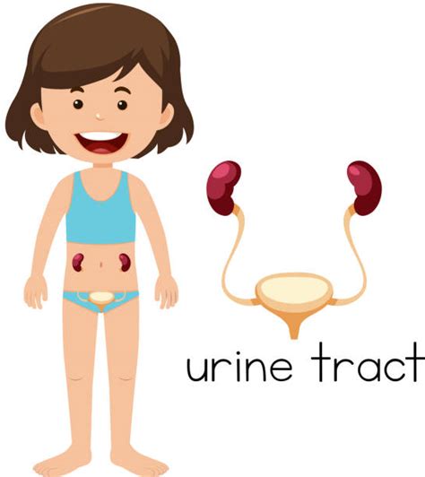 Female Urinary Tract Diagram Backgrounds Illustrations Royalty Free