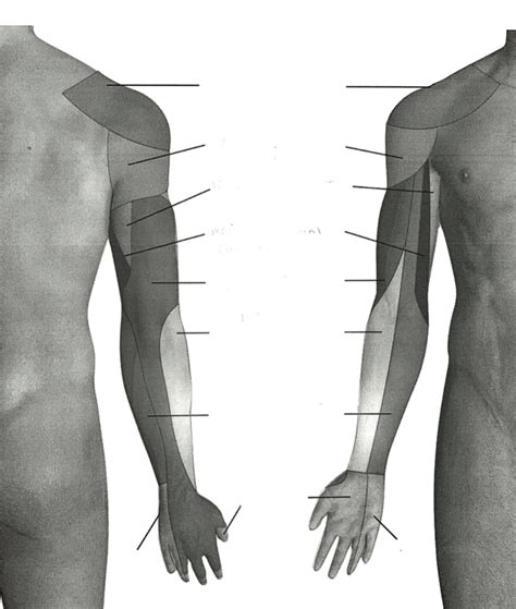 Diagram Of Cutaneous Nerves Ul Quiz Quizlet