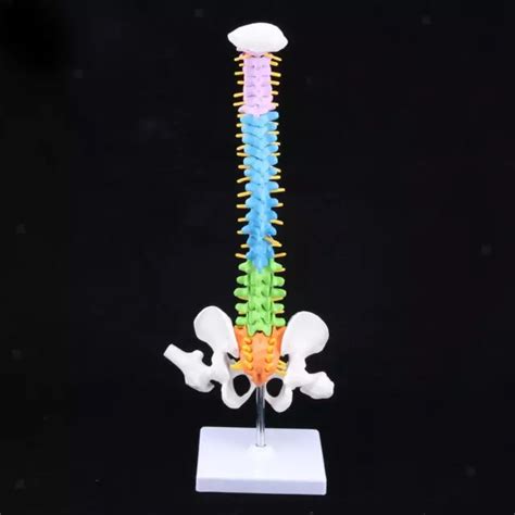 Human Spine Model Vertebral Column With Pelvis Collectible Toy £2464