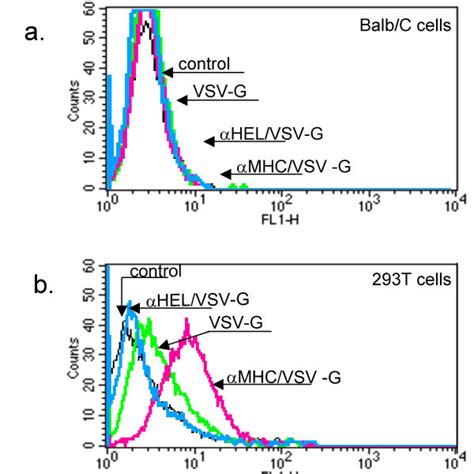 Scfv Vsv G Expression Plasmids And Incorporation In Hiv 1 Derived