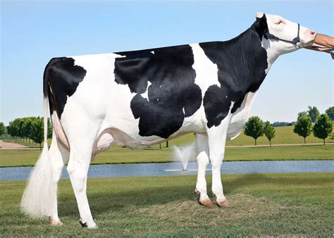 Knickers A Holstein Friesian Cow At Eula Garcia Blog