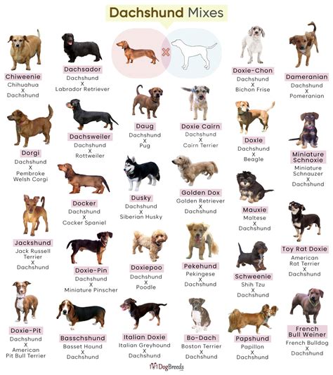 Long Haired Dachshund Mix