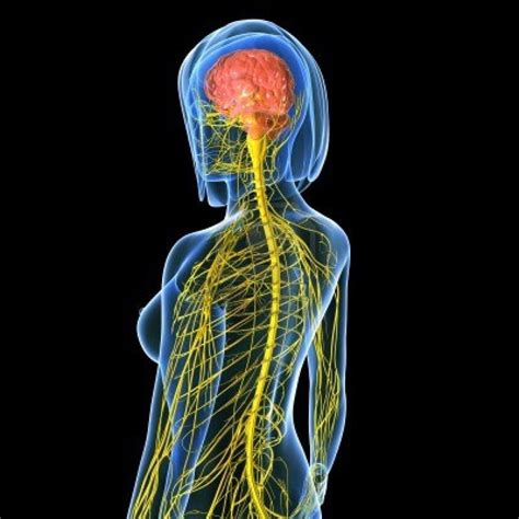 Funciones Del Sistema Nervioso