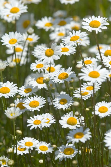 Wild Daisy Bouquet
