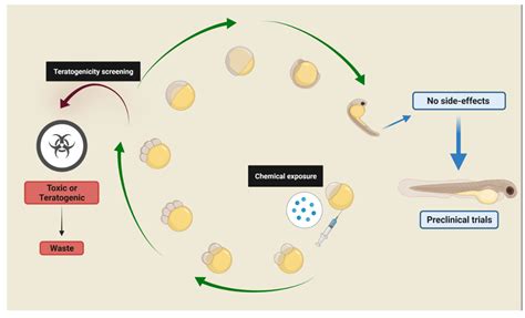 Zebrafish Larvae Behavior Models For Pre Clinical Assays Encyclopedia