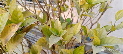 Infinix Note Review A Good Budget Phone With A Substandard Display Neowin