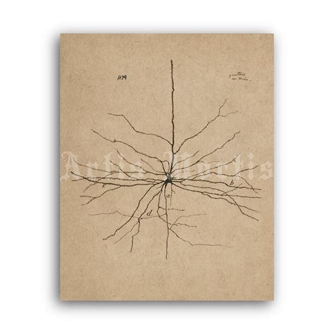 Printable Pyramidal Neuron Brain Cell Drawing By Santiago Ramon Y Cajal