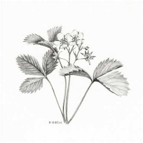 Pin By Lindsey Sheridan On Ink Strawberry Drawing Flower Drawing
