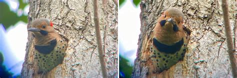 Urban Safari Finding The Flicker Rainydaymagazine