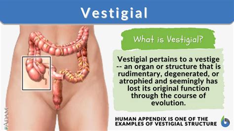 Vestigial Structures In Snakes