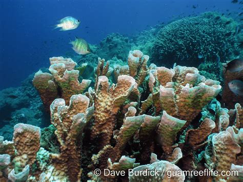 Echinopora Guamreeflife