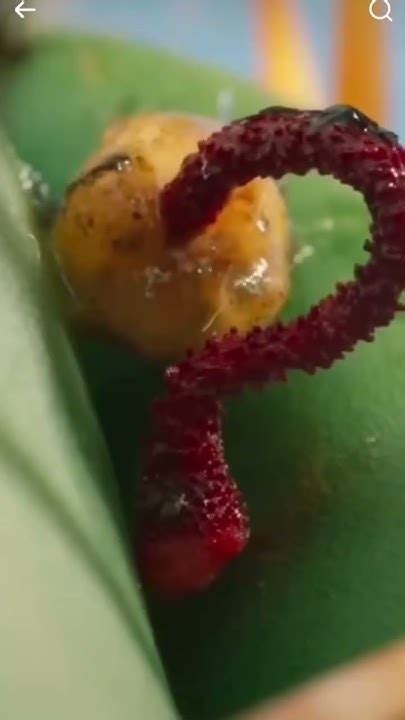 Moking Bird 🐦🐦🐦🐦 Youtube