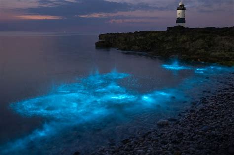 The Best Pictures As Stunning Bioluminescent Plankton Lights Up Welsh