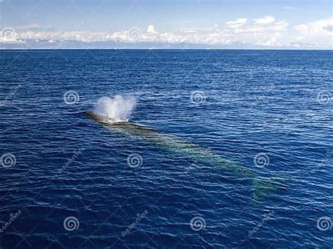 Balaenoptera Physalus The Common Fin Whale Navigates In Front Of The